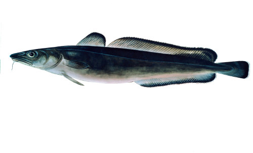 Lange Hel 4+ Fersk 1 Stk | Bama Storkjøkken