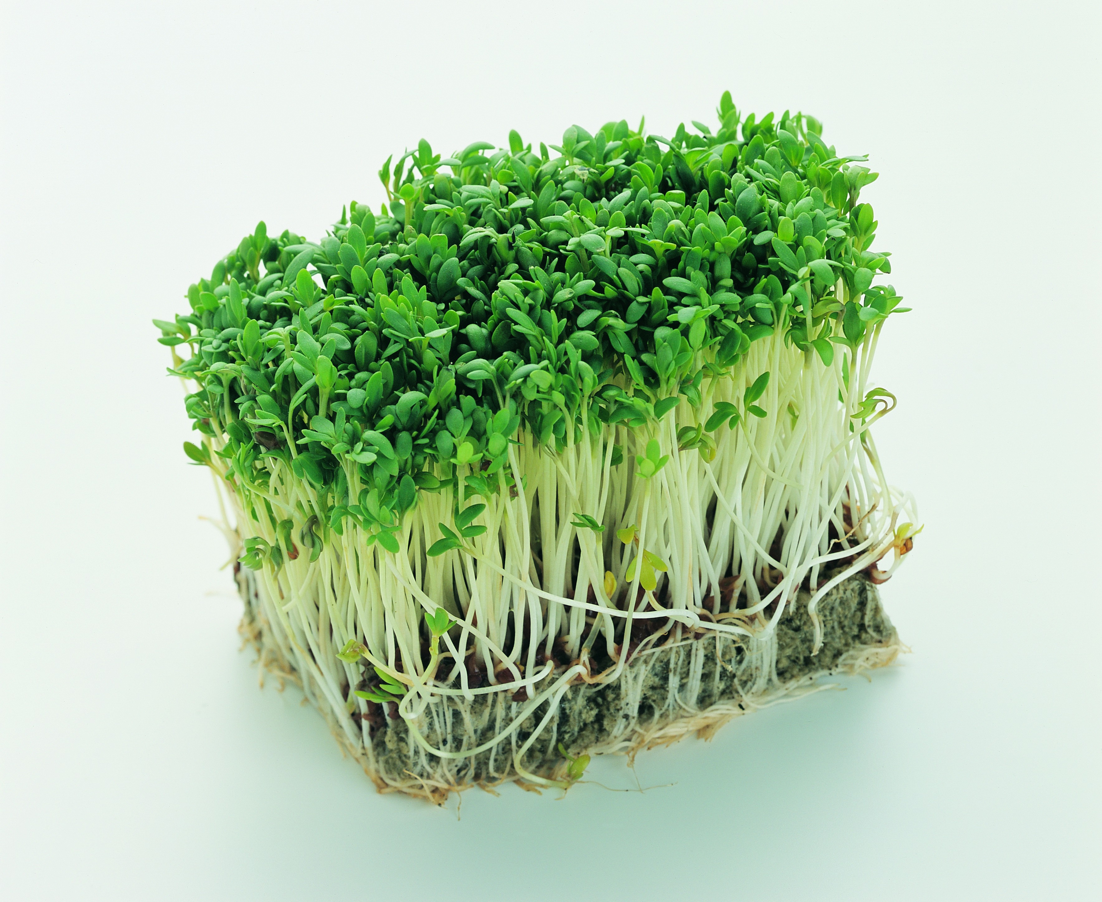 HVITLØK KARSE (ROCK CHIVES) | Bama Storkjøkken